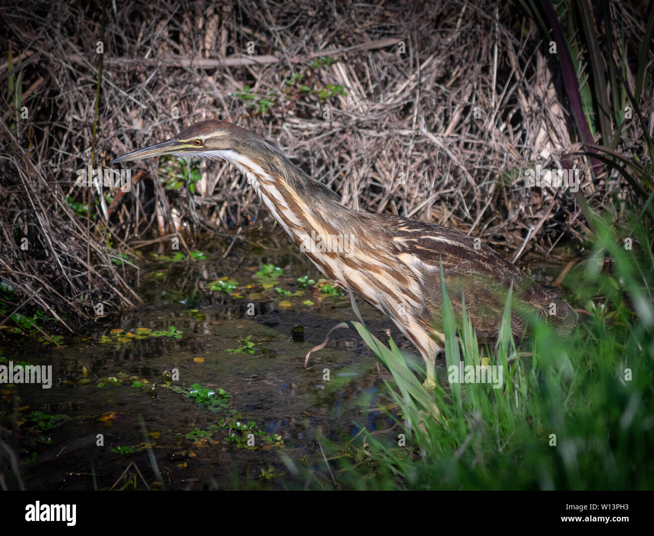 Well camouflaged American bittern bird Stock Photo - Alamy