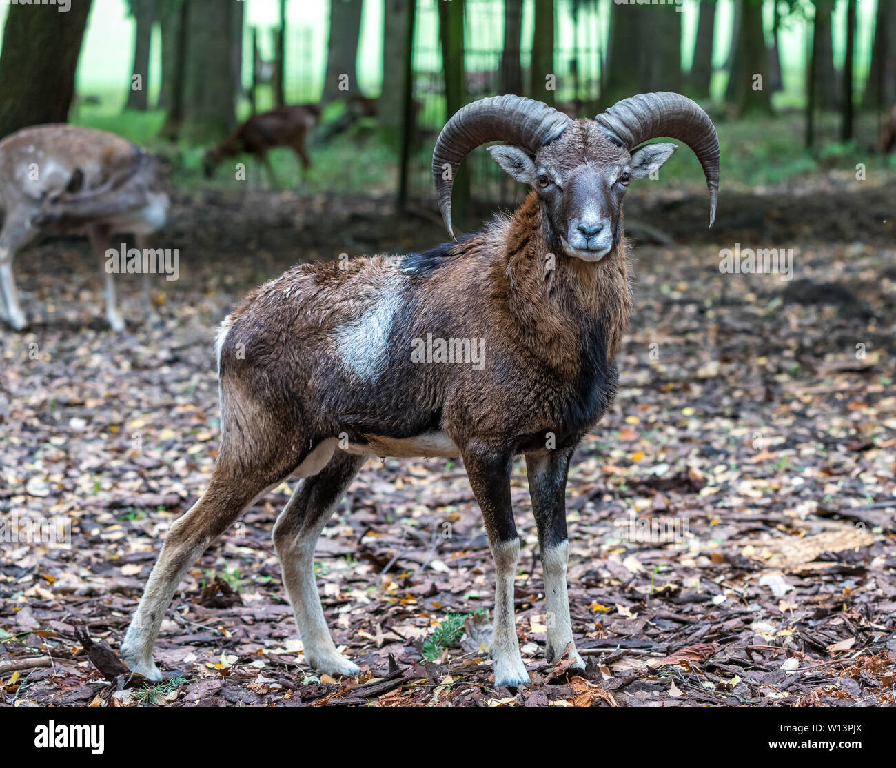 The European mouflon, Ovis orientalis musimon is the westernmost and ...