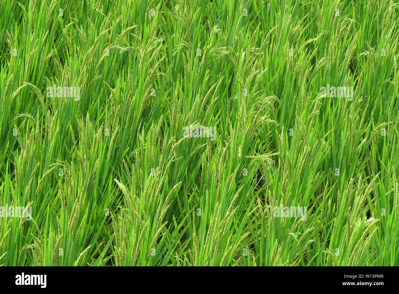 Spikes of rice in the field Stock Photo - Alamy
