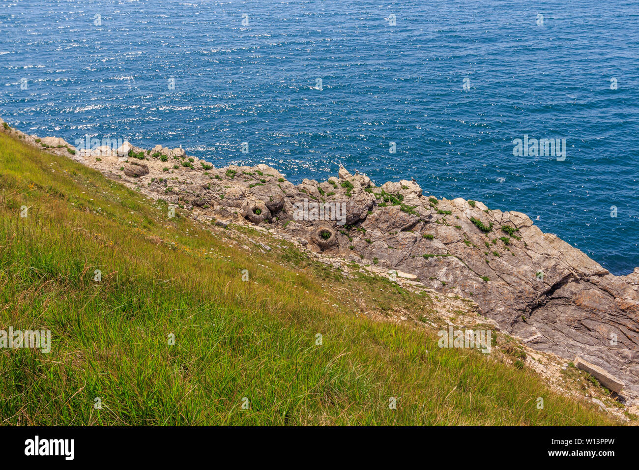fossil forest natural feature near to lulworth cove, dorset, england ...