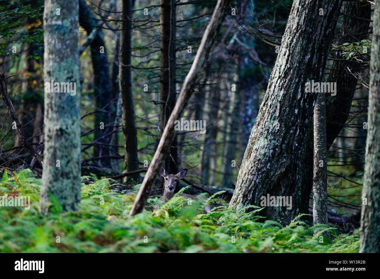USA, Virginia, Shenandoah National Park, White-tailed deer, whitetail ...