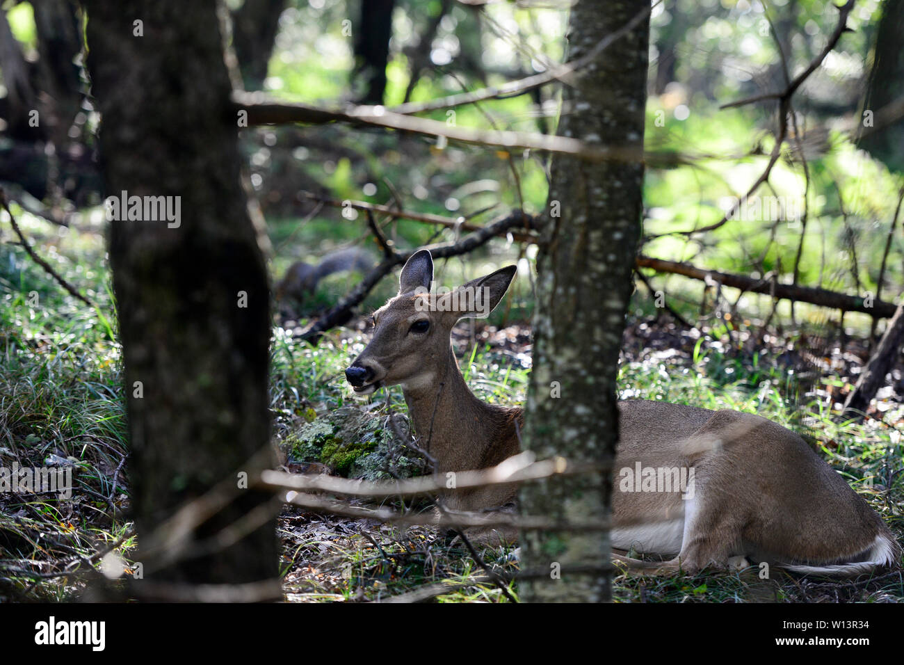 USA, Virginia, Shenandoah National Park, White-tailed deer, whitetail ...