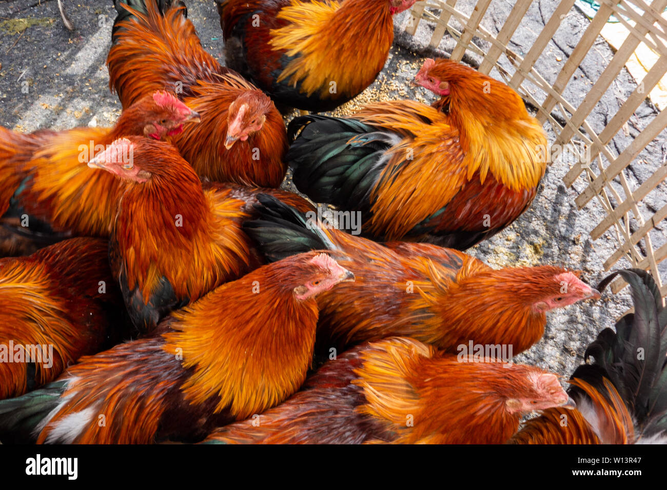 Big red rooster hi-res stock photography and images - Alamy