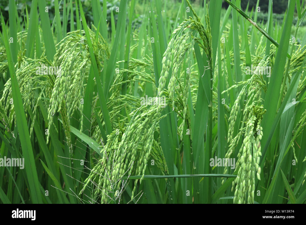Rice spikes and rice grains hi-res stock photography and images - Alamy