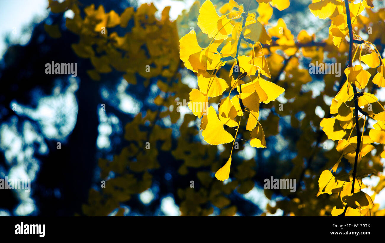 Ginkgo biloba flowers hi-res stock photography and images - Alamy