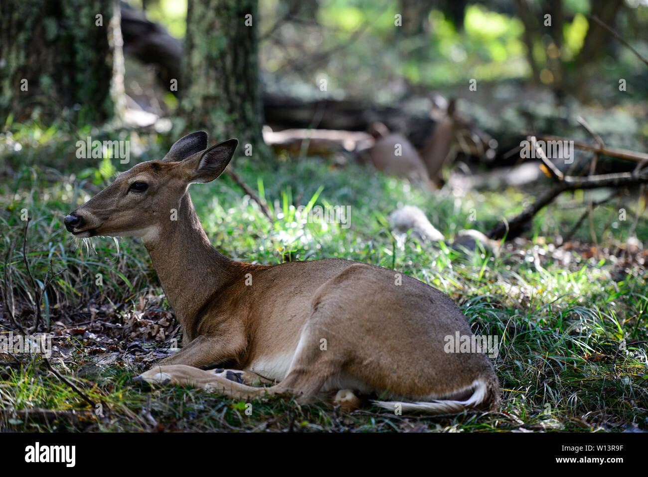 USA, Virginia, Shenandoah National Park, White-tailed deer, whitetail ...