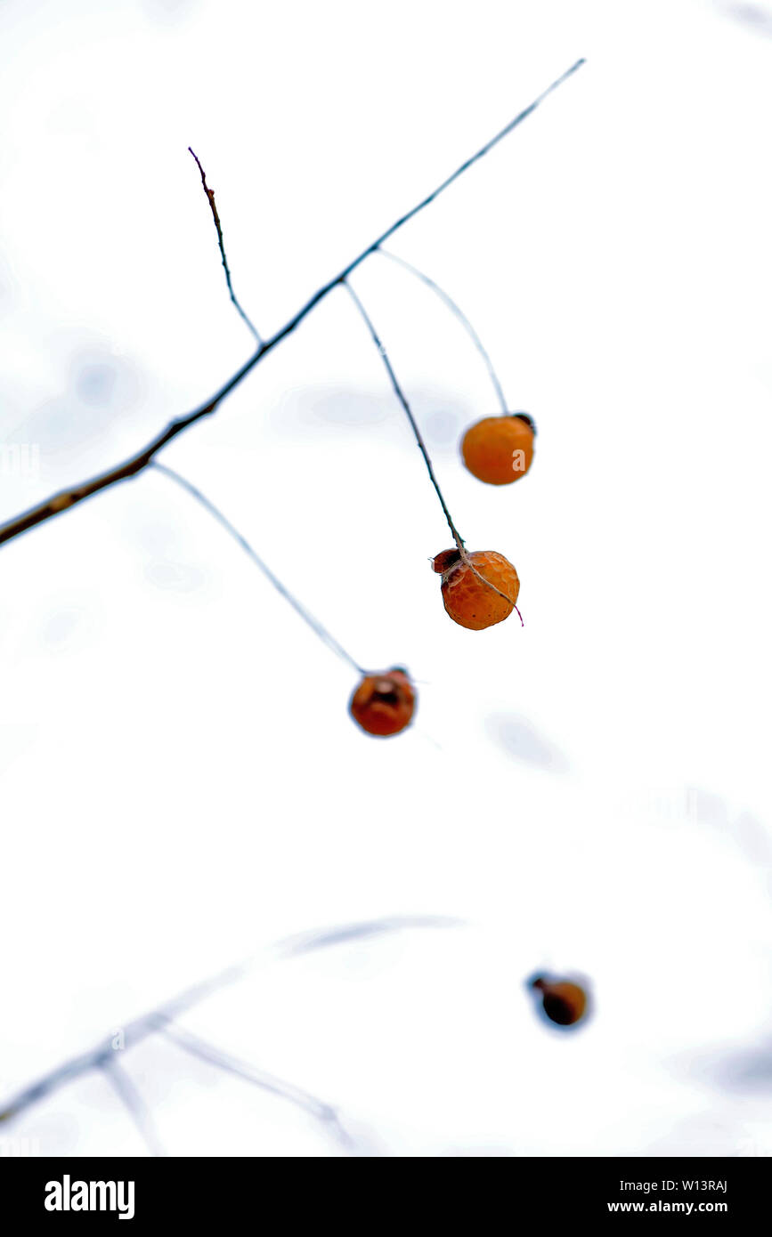 Neem fruit hi-res stock photography and images - Alamy