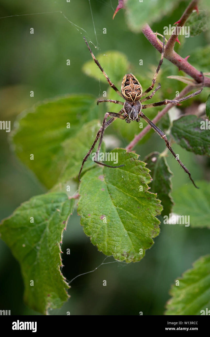 Spider in their natural environment Stock Photo - Alamy