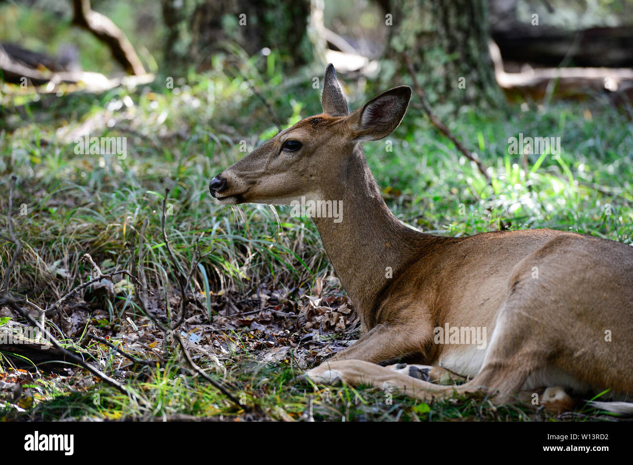 USA, Virginia, Shenandoah National Park, White-tailed deer, whitetail ...