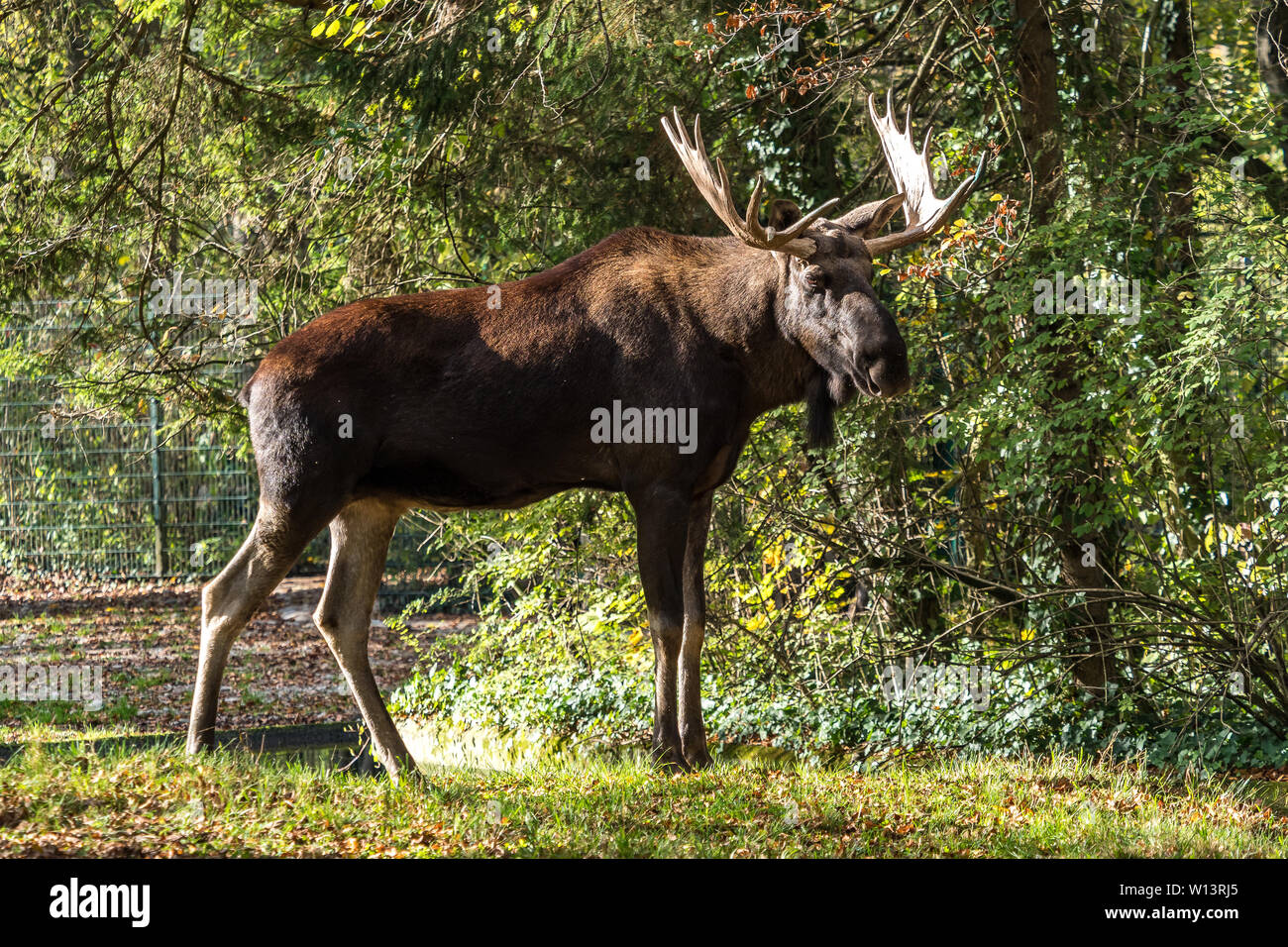 European Moose, Alces alces, also known as the elk. Wild life animal ...