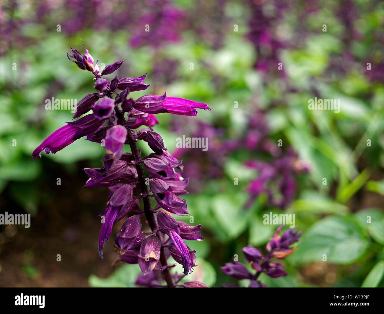 A string of purple Stock Photo - Alamy