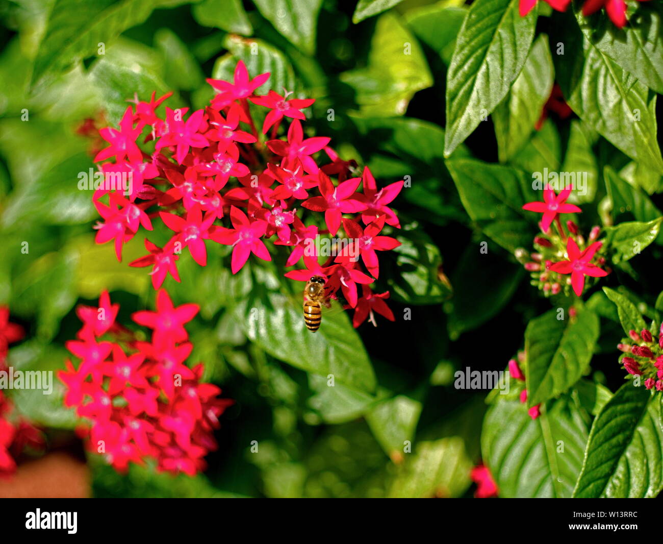 Five star flowers flowers and nature plants hi-res stock photography ...
