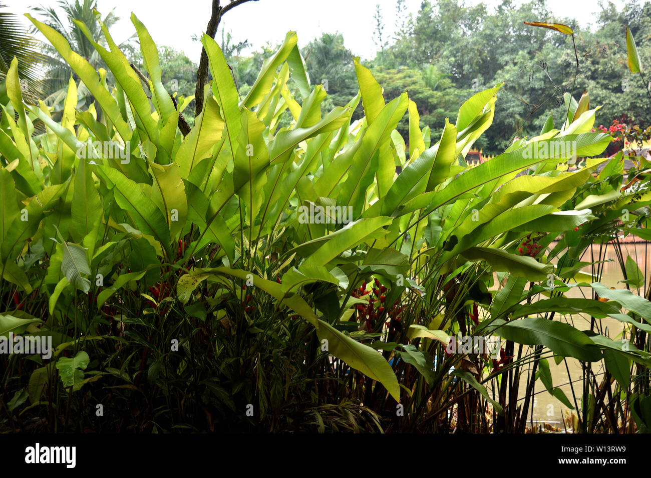 After the rain, tropical plants with rain, green shiny. Photographed by ...