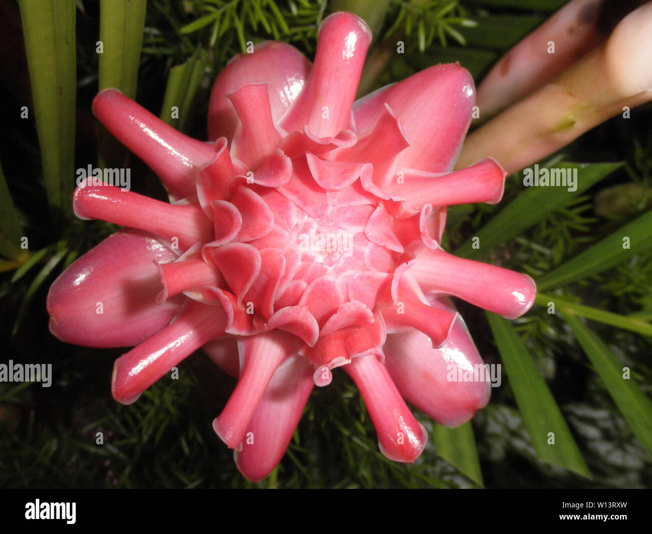 Pink Filipino Flower Stock Photo - Alamy