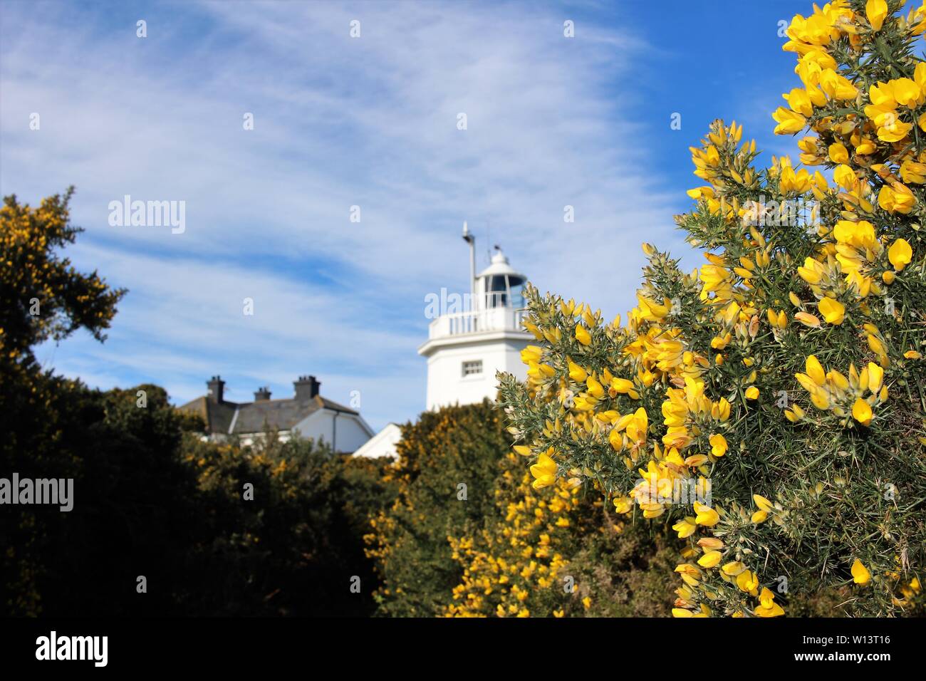 Yellow Flowers and Lighthouse Stock Photo - Alamy