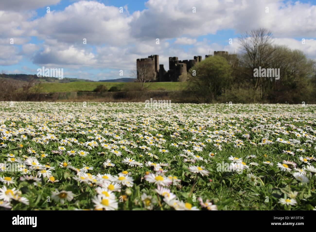 Daisy at the Castle Stock Photo - Alamy
