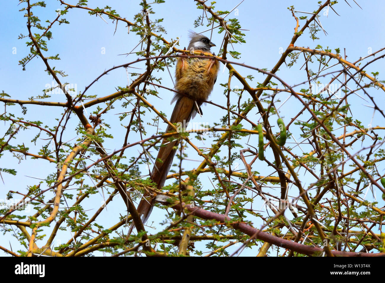 Spotted-breasted rat bird, a specialty of the African continent Stock ...