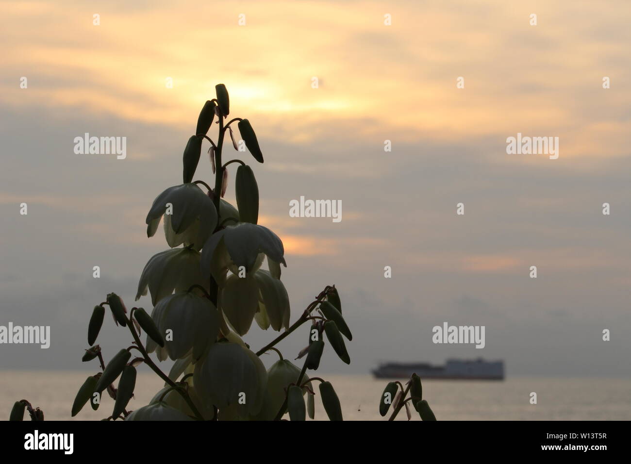 Flower, ship and the sea Stock Photo - Alamy
