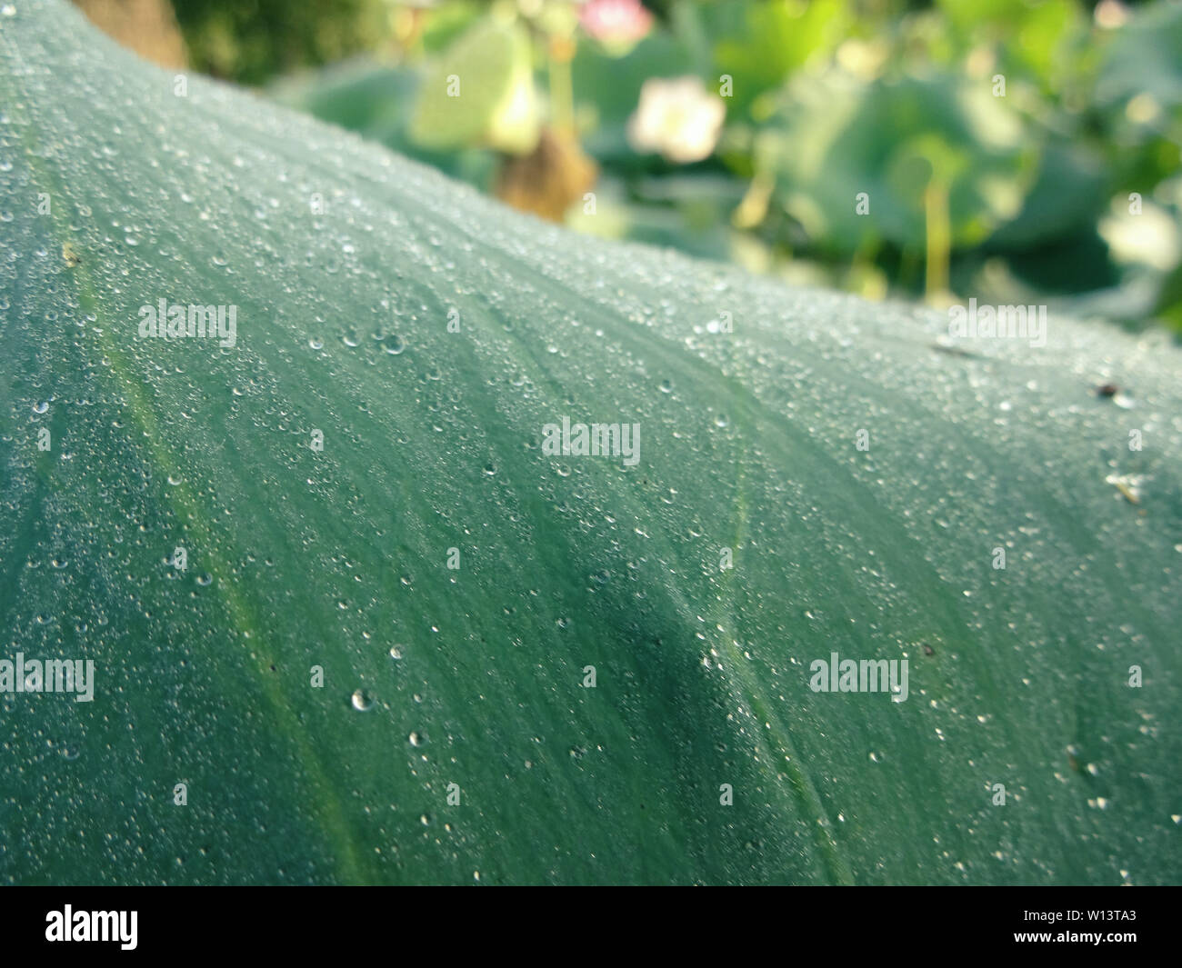 The dew and marks on the lotus leaves in the morning Stock Photo - Alamy