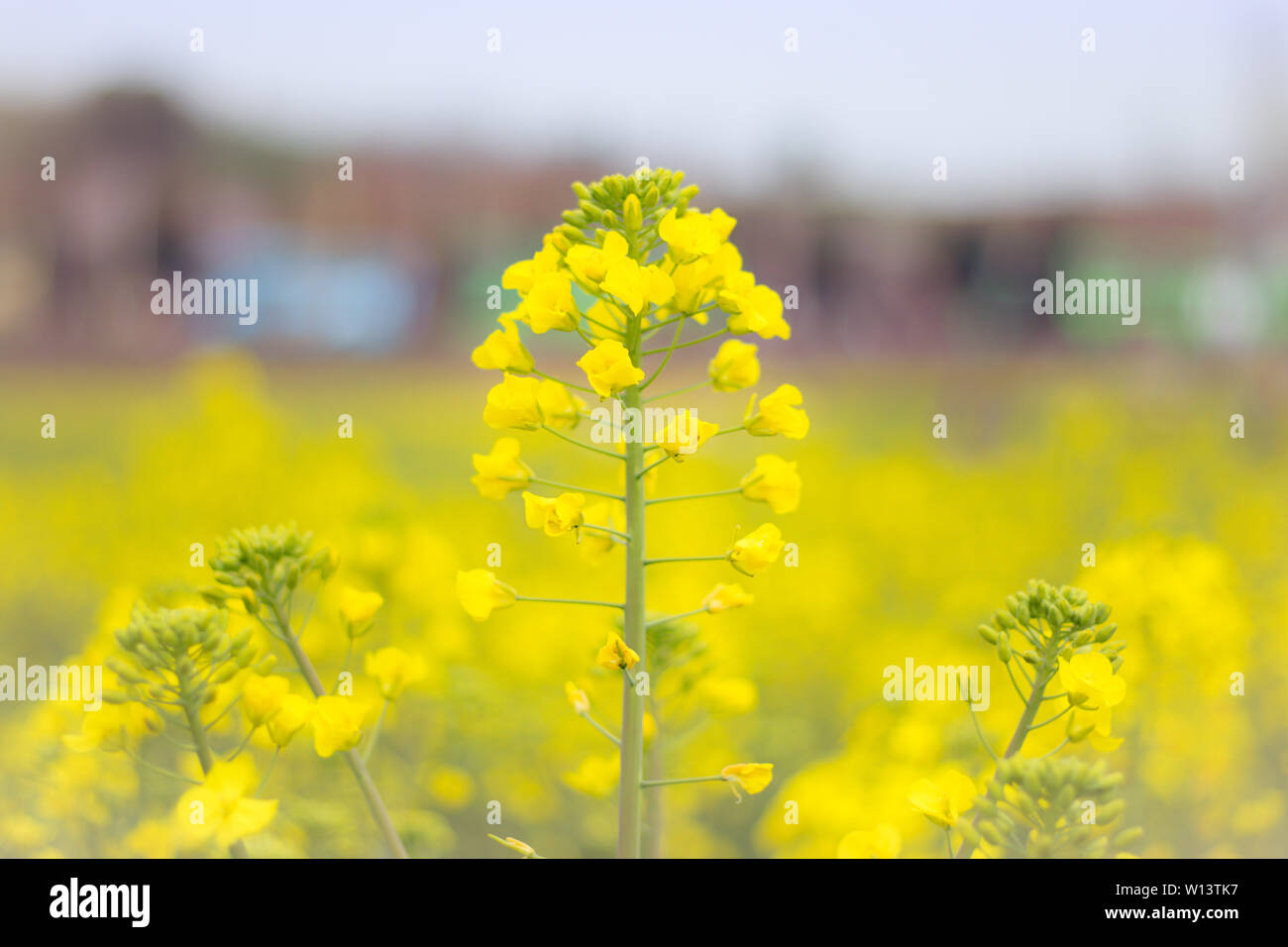 Canola grains hi-res stock photography and images - Alamy