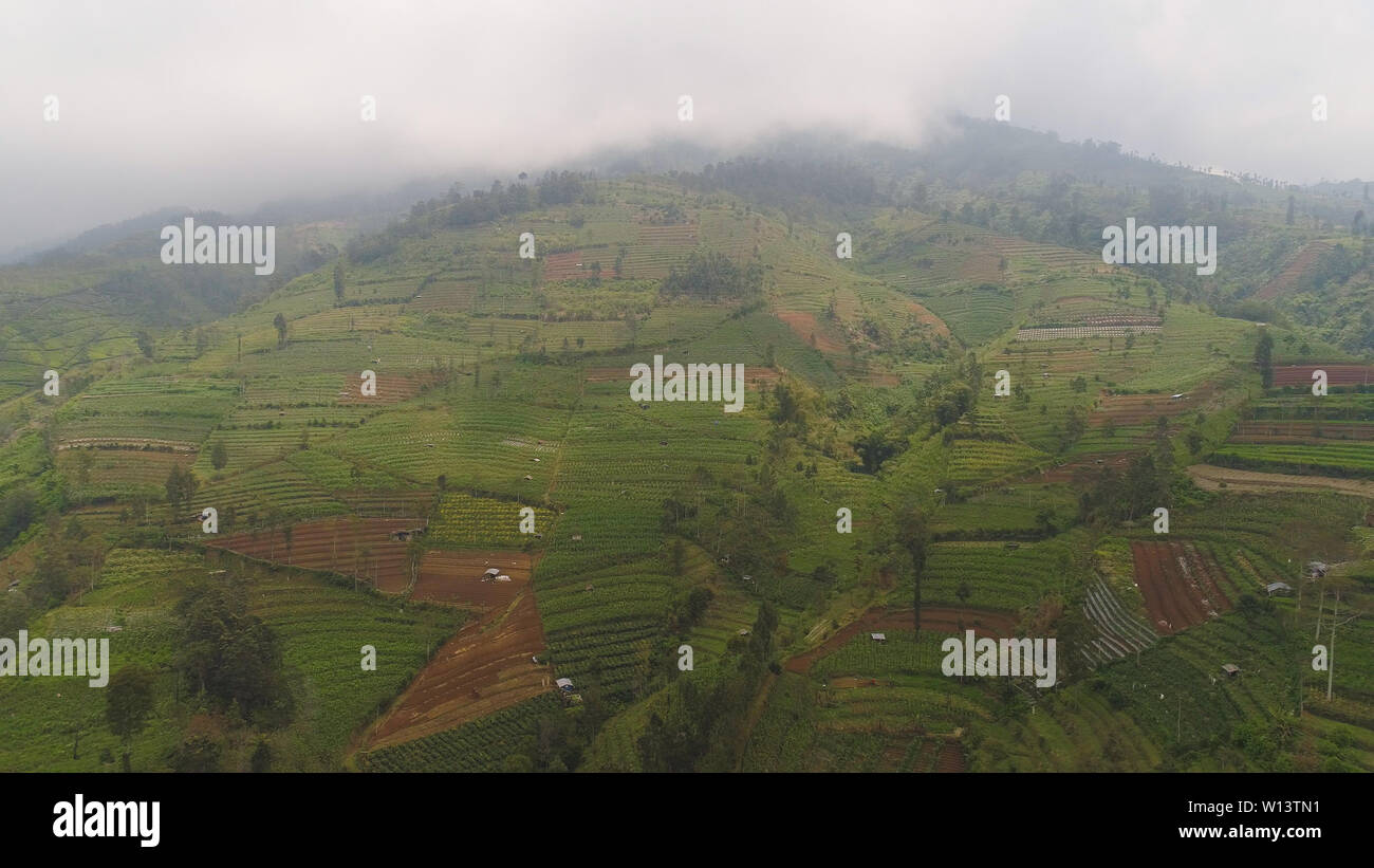 agricultural land in mountains fog and clouds, fields with crops, trees ...
