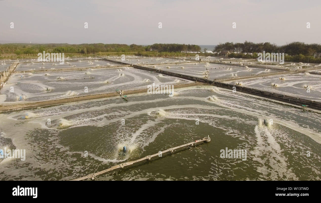 shrimp, prawn farming with with aerator pump for oxygenation water ...