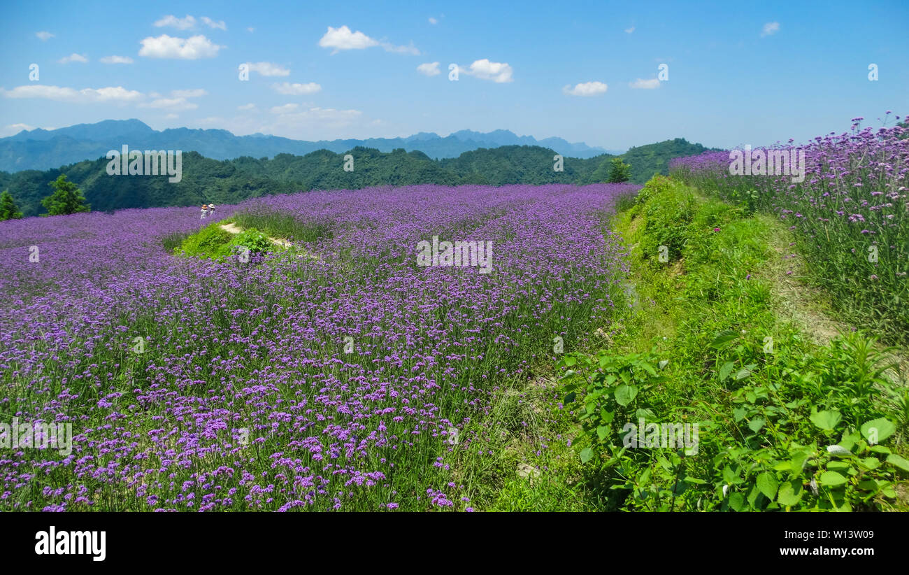 China lavender fields hi-res stock photography and images - Alamy