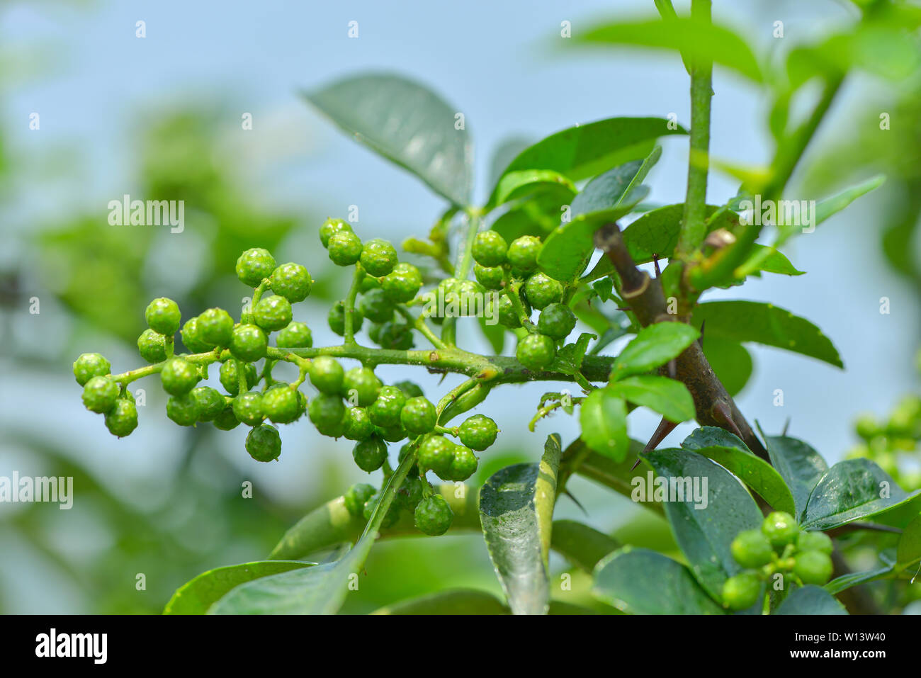 Rattan pepper tree hi-res stock photography and images - Alamy