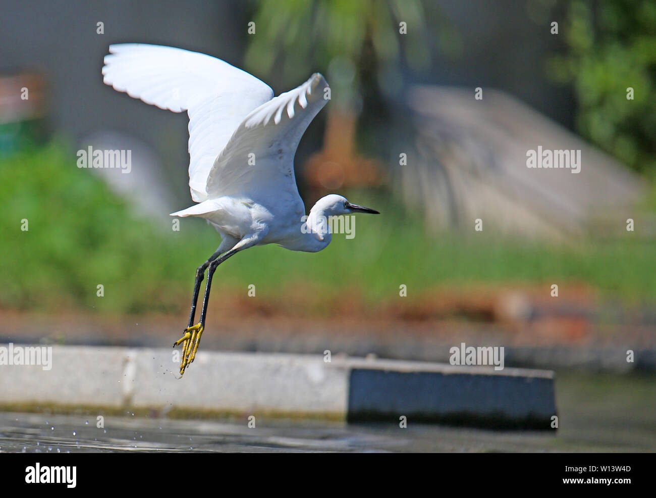 A group of egrets Stock Photo - Alamy