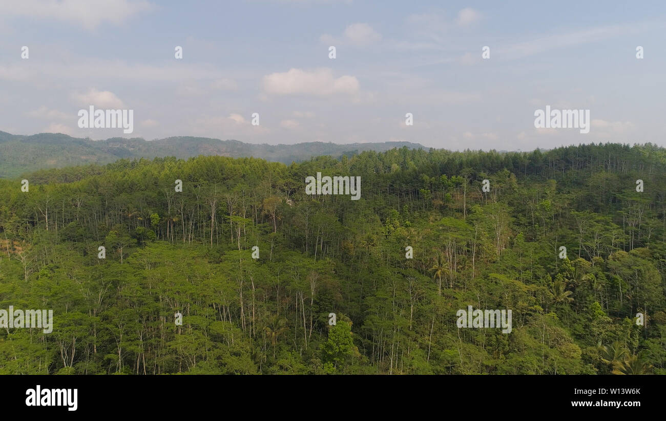 tropical forest in Indonesia. aerial view rainforest with tall green ...