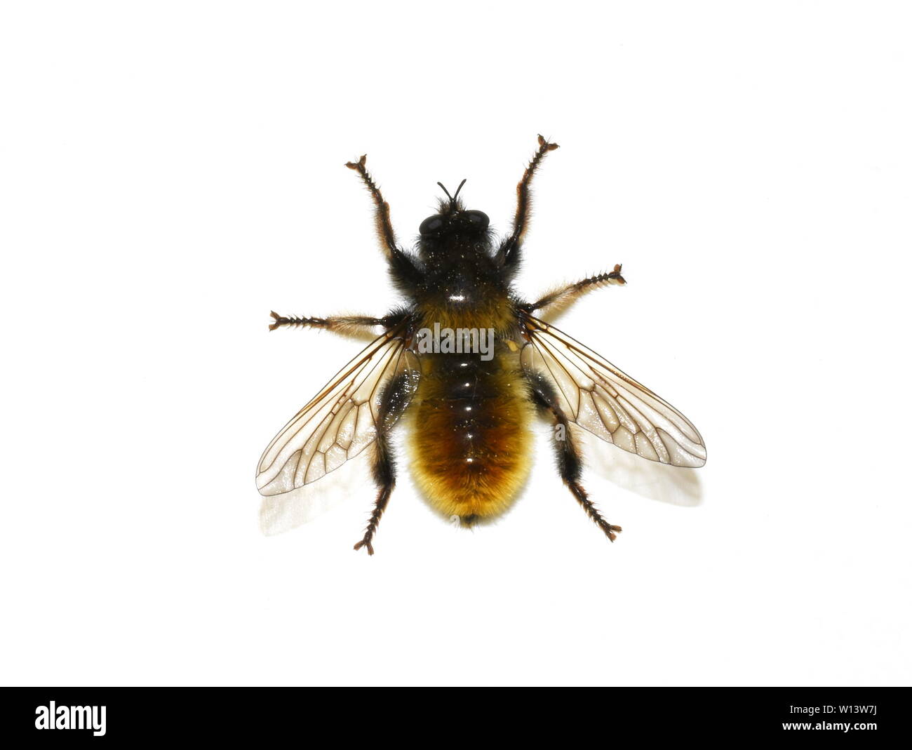 The predatory bumblebee robber fly Laphria flava isolated on white ...