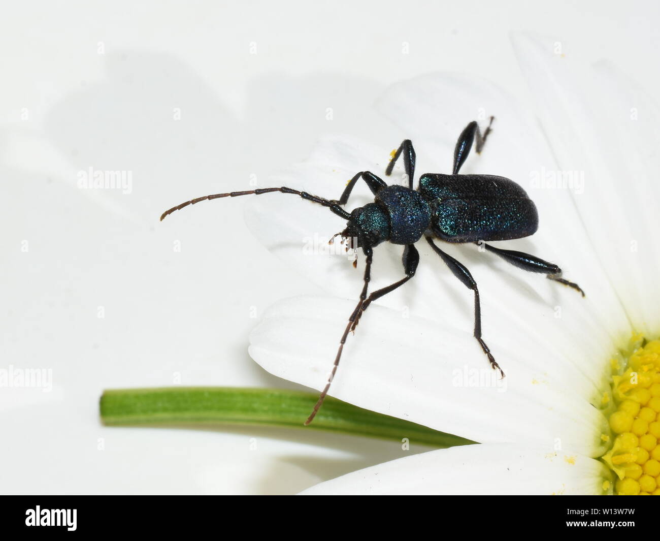 Callidium violaceum hi-res stock photography and images - Alamy