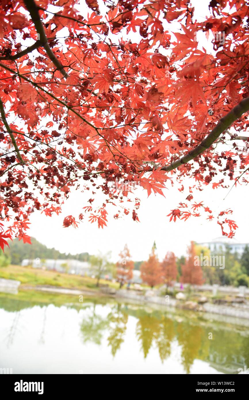 Beautiful red leaves in autumn Stock Photo - Alamy