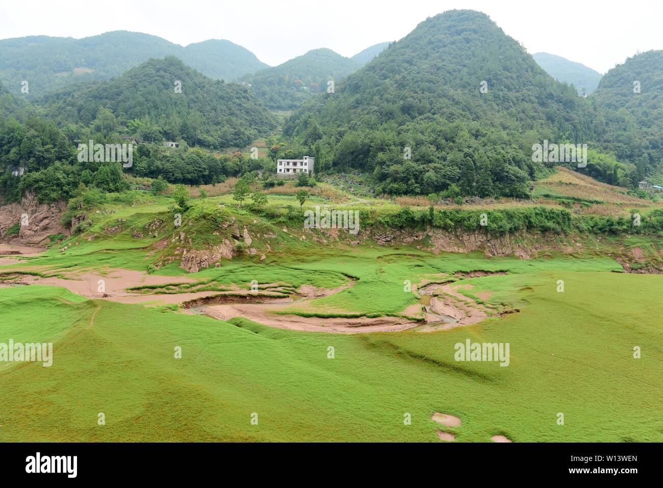 Lush water grass Stock Photo - Alamy
