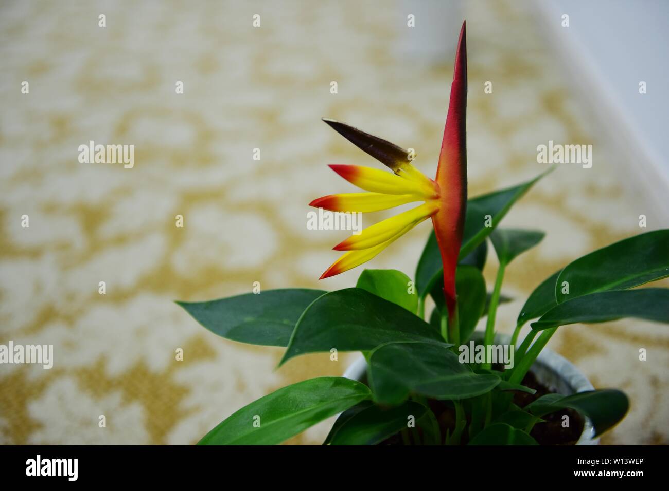 Paradise definition hi-res stock photography and images - Alamy