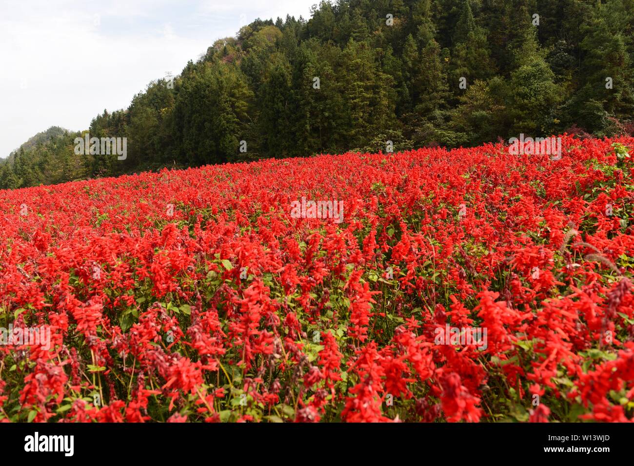 String of red flowers Stock Photo - Alamy