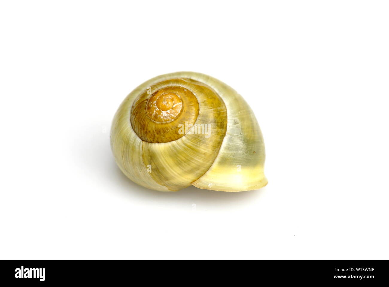 Yellow garden snail Cepaea hortensis isolated on white background Stock ...