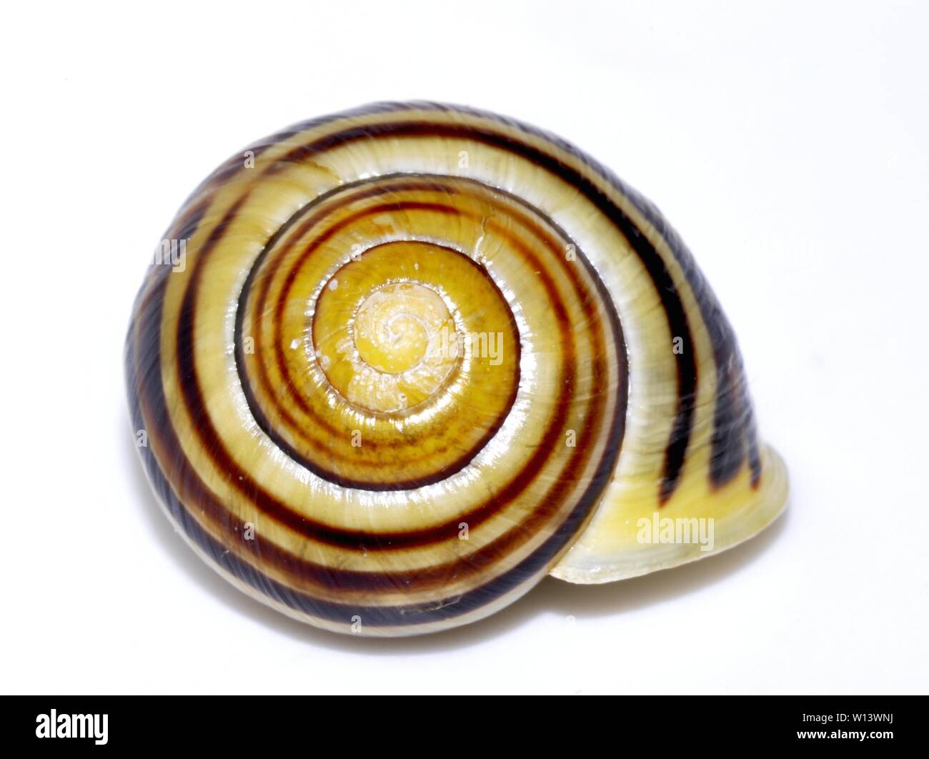 Shell from a striped garden snail Cepaea hortensis on white background ...