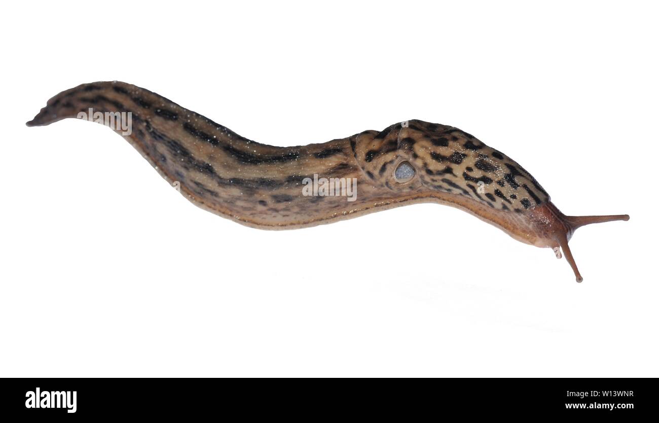 Great grey slug Limax maximus isolated on white background Stock Photo ...