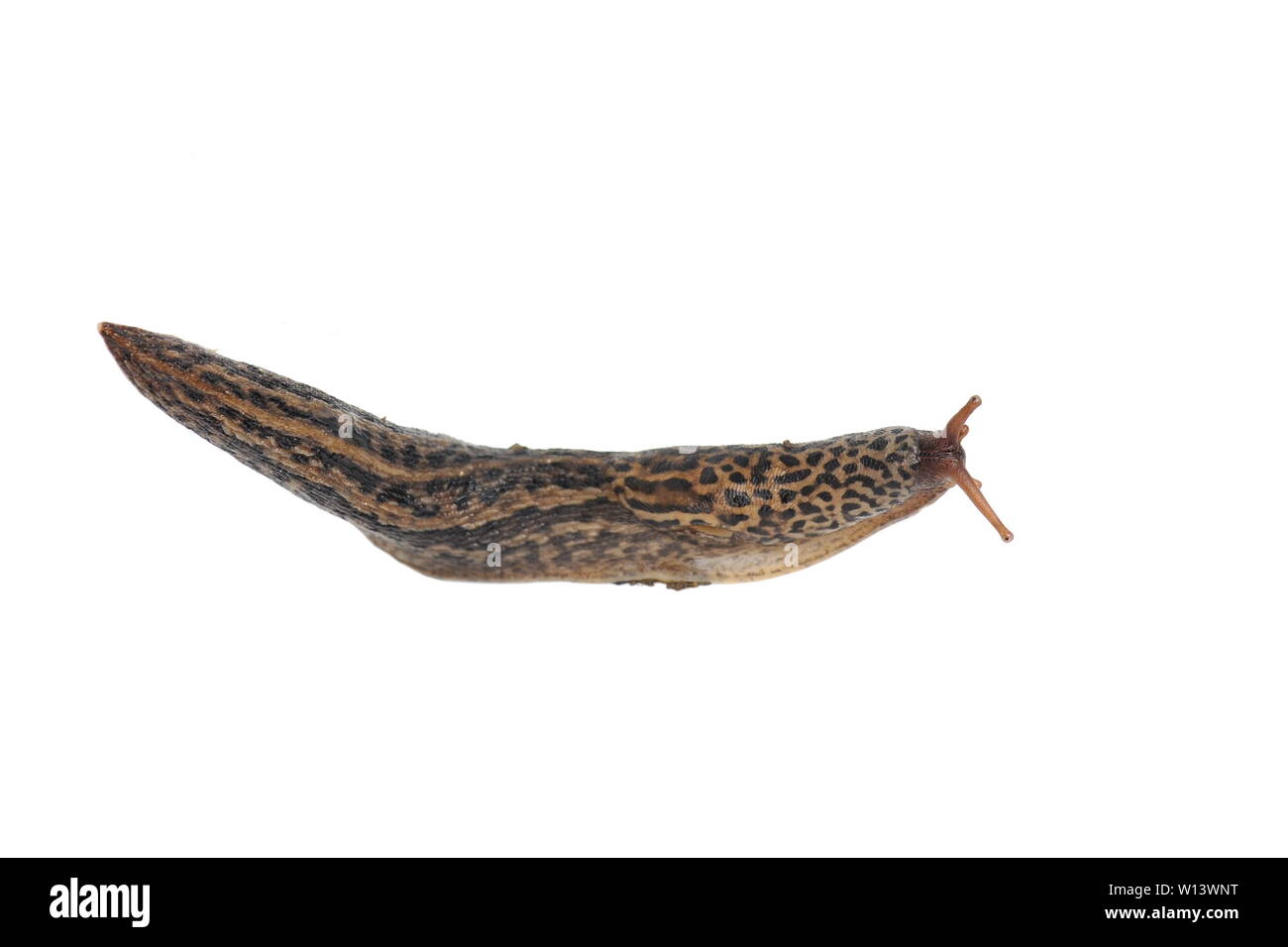 Great grey slug limax maximus hi-res stock photography and images - Alamy
