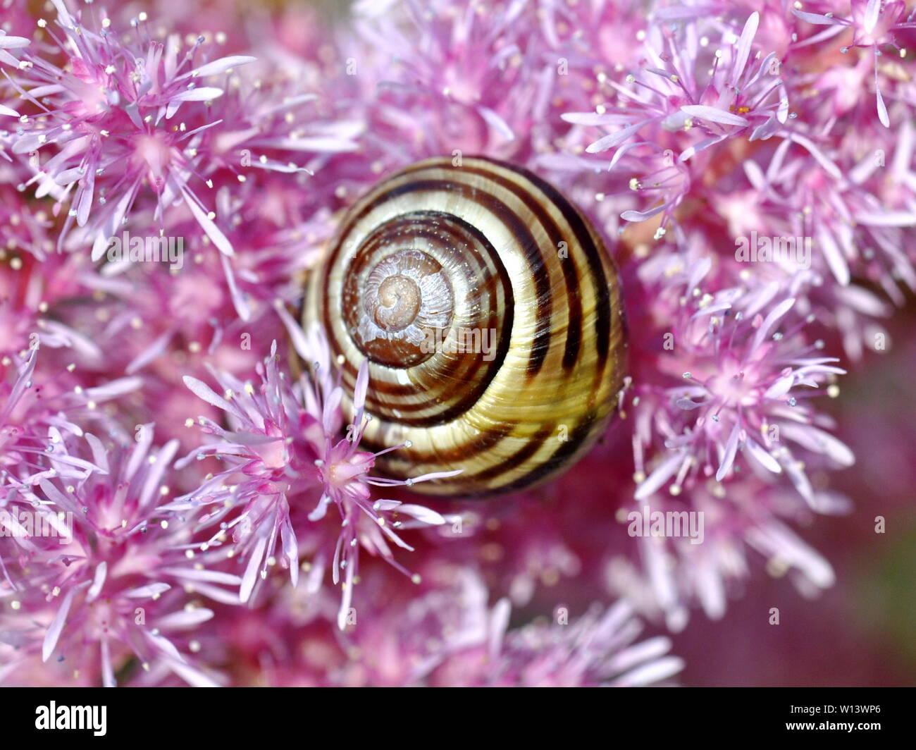 Striped Snail High Resolution Stock Photography and Images - Alamy
