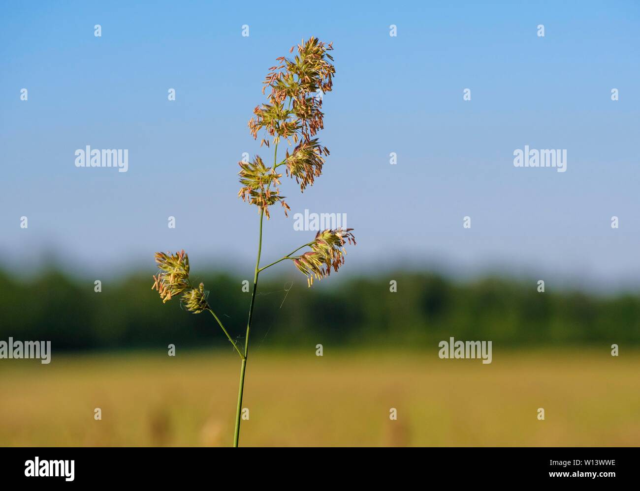 Inflorescence, Orchard grass (Dactylis glomerata), Bavaria, Germany ...