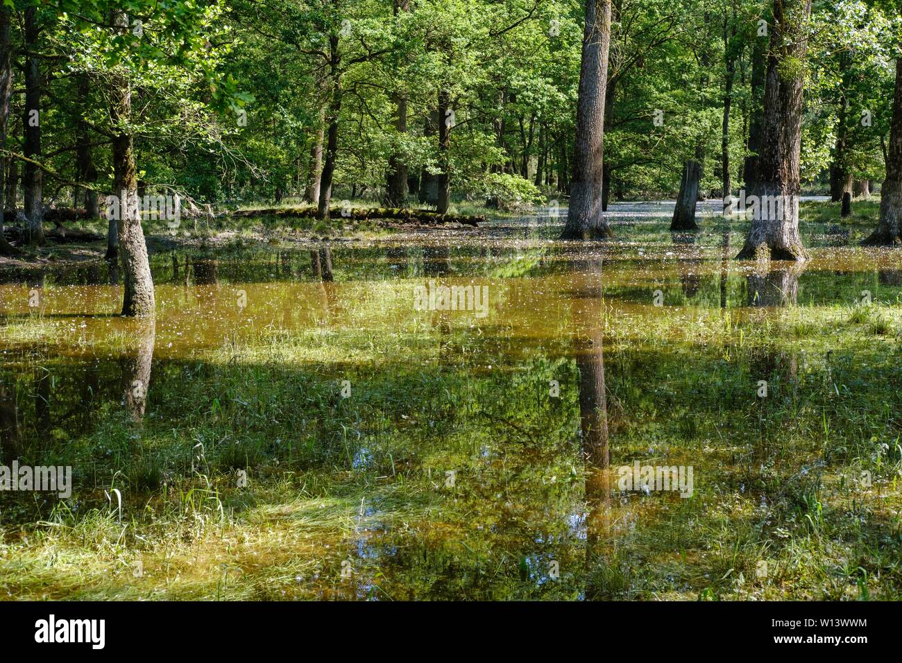 Flooded nature reserve hi-res stock photography and images - Alamy
