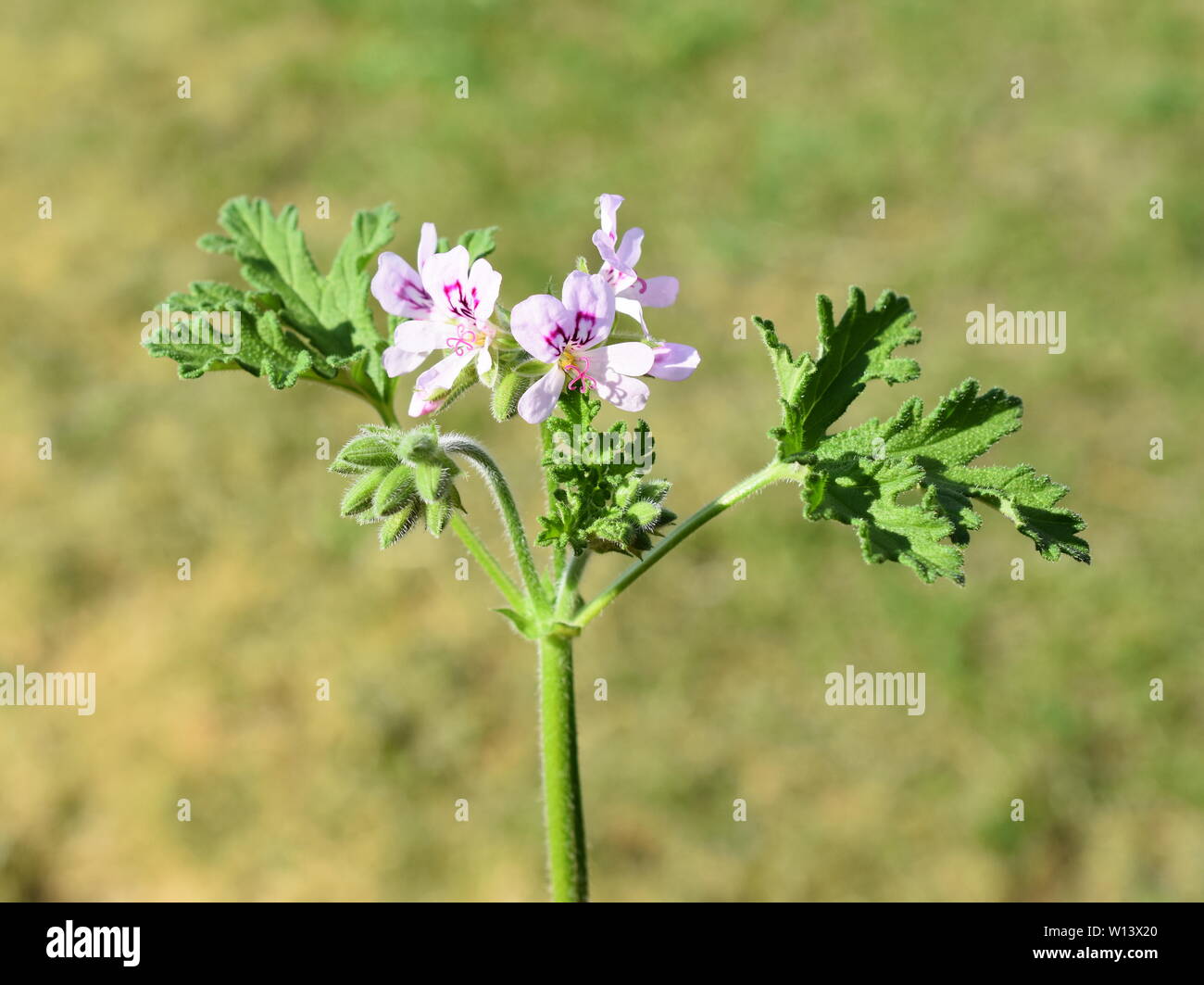 Pelargonium crispum the lemon-scented geranium in a garden Stock Photo ...