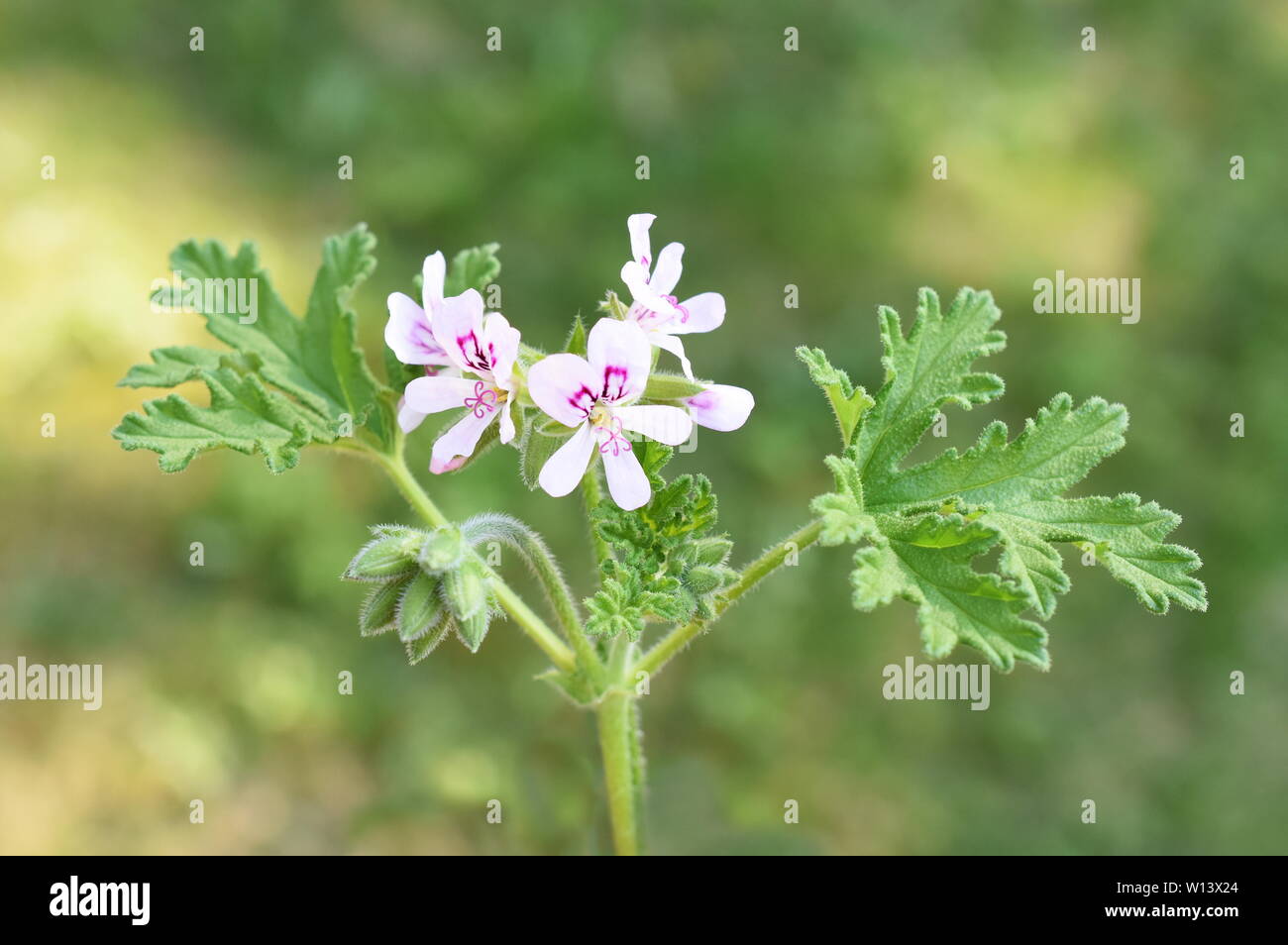 Lemon scented geranium hi-res stock photography and images - Alamy
