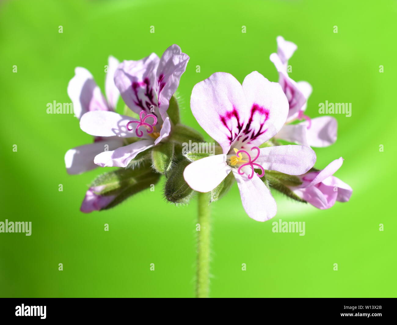 Pelargonium crispum the lemon-scented geranium Stock Photo - Alamy