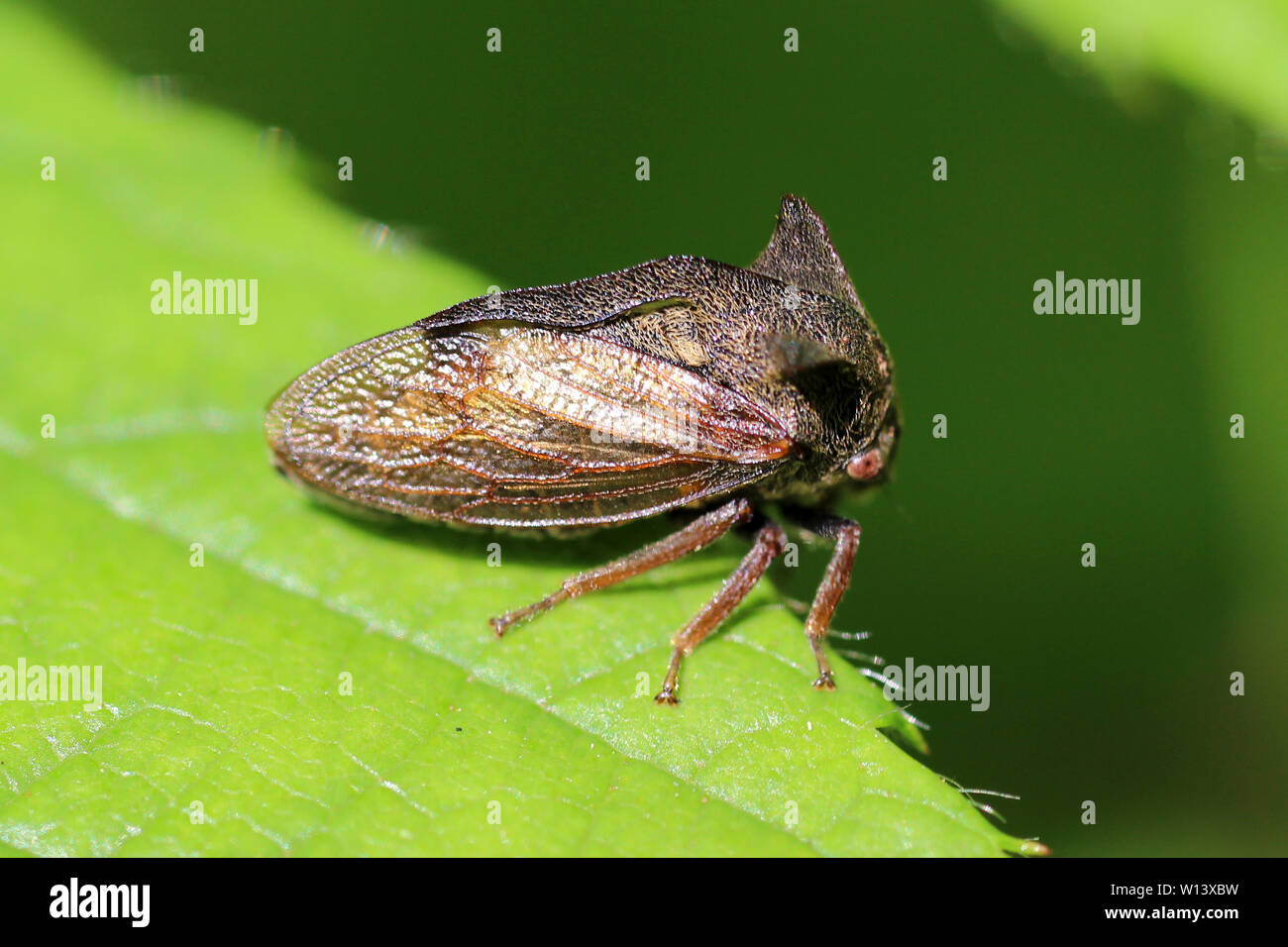 Horned Treehopper Centrotus cornutus Stock Photo - Alamy