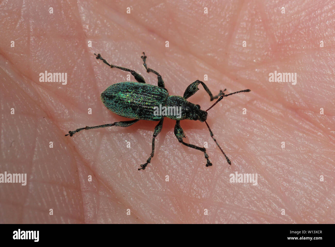 Minibeasts hi-res stock photography and images - Alamy