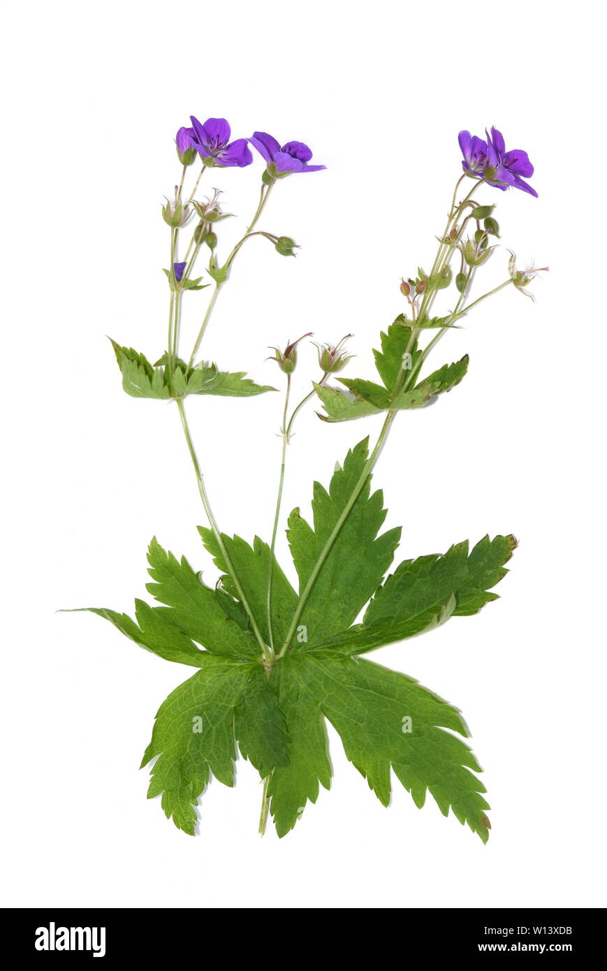Woodland geranium isolated on white background Stock Photo - Alamy