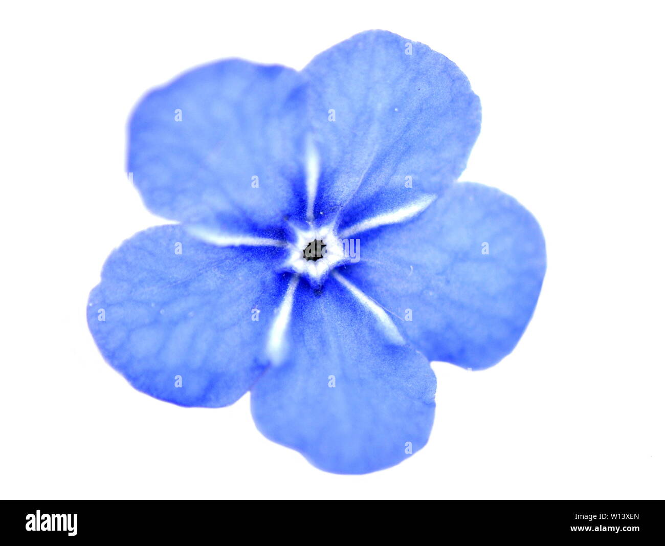 Blue eyed mary flower hi-res stock photography and images - Alamy